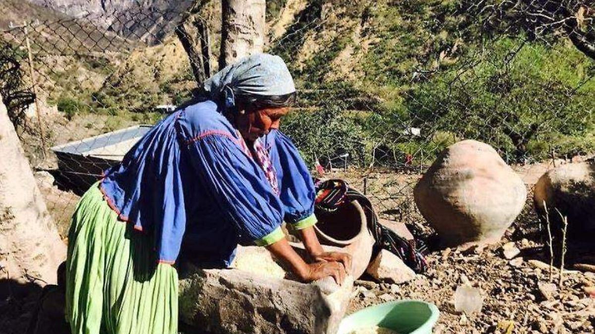 Pinole, el alimento de los rarámuri que usan para soportar correr largas distancias - El Heraldo ...